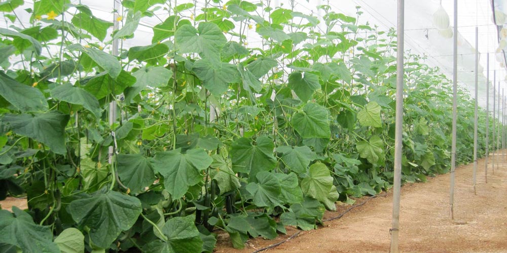 technical specifications - INNARI Innovation Nature Irrigation GmbH