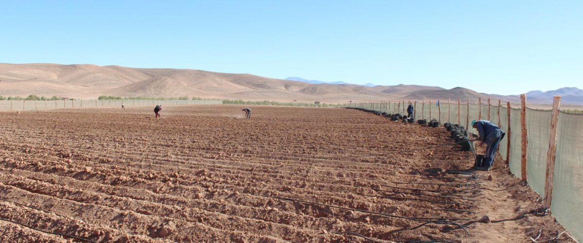 SAFFRON CULTIVATION MOROCCO - INNARI Innovation Nature Irrigation GmbH